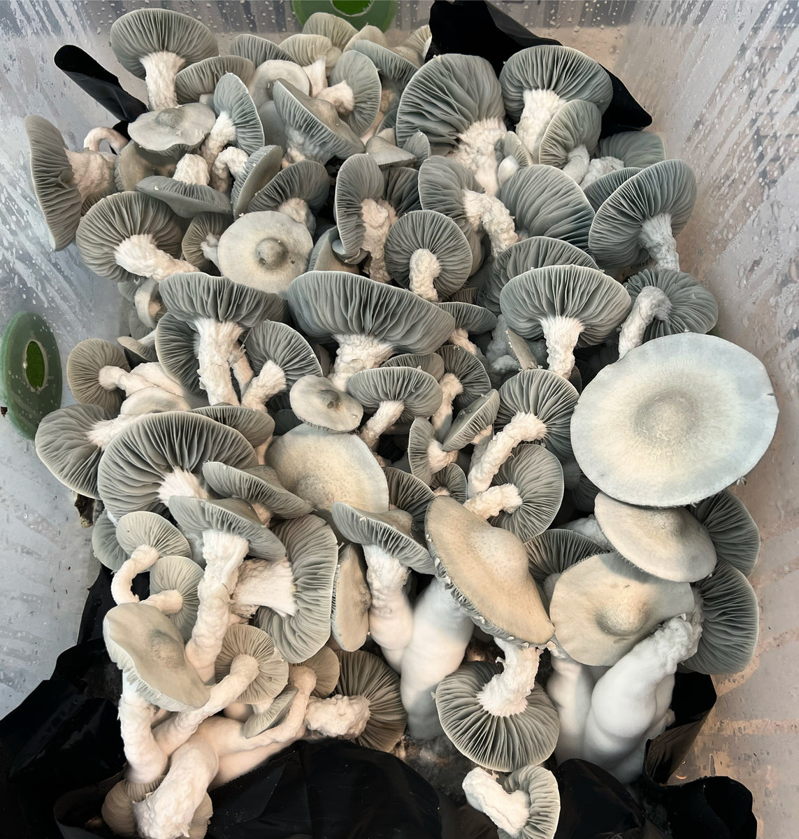 PooCards – Poo God