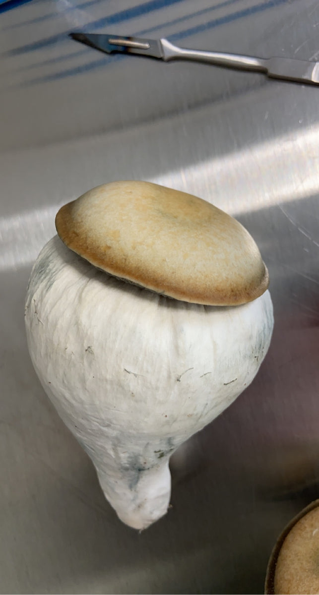 PooCards – Poo God